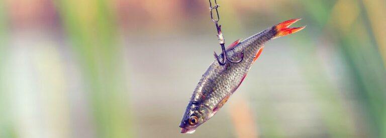 8 Top Live Baits for Catching Saltwater Bass » Pros & Cons