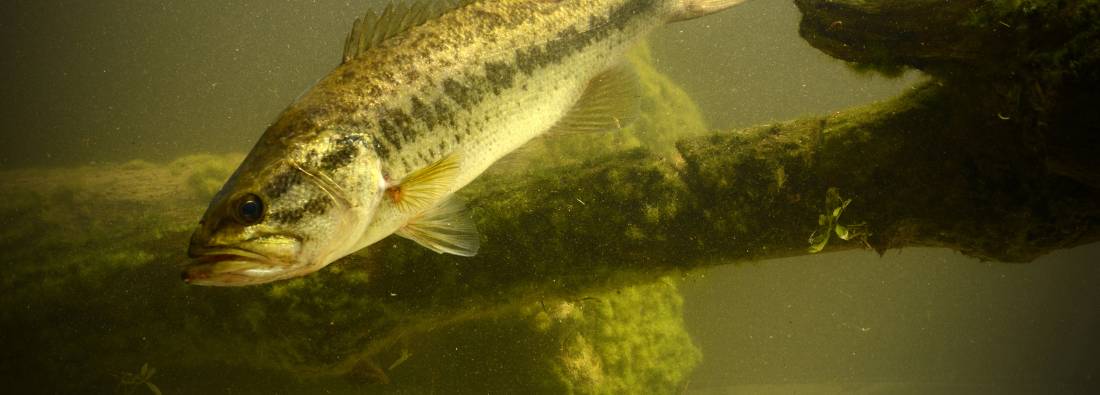 Mastering Flipping and Pitching for Epic Bass Catches