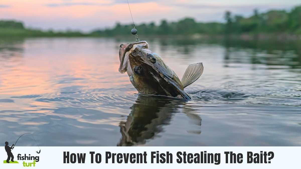 Fish Stealing Your Bait? Here's How To Put An End To It! Fish Stealing Your Bait? Here's How To Put An End To It!