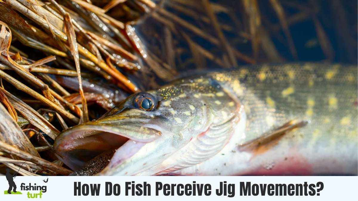 Mastering Jig Fishing: How Do Fish Perceive Jig Movements?