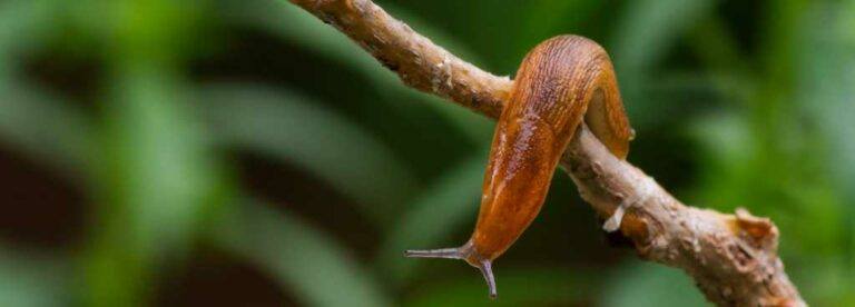 Are Slugs Good Fish Bait?